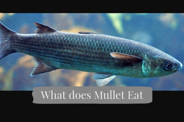 What Does Mullet Eat for Bait: Best Tips for 2024