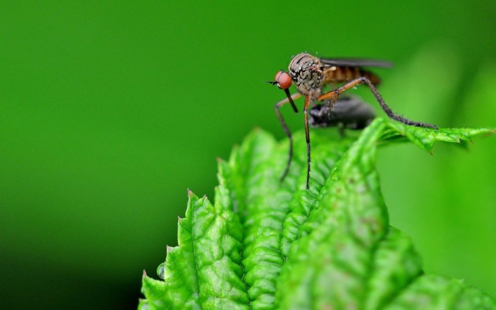 What Colors Attract Mosquitoes: Get Your Answer Here