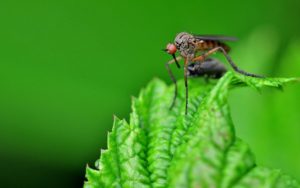 What Colors Attract Mosquitoes: Get Your Answer Here